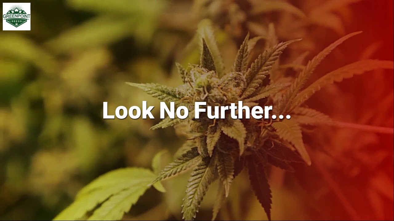 COPPER CHEM – CANNABIS SEEDS | thcscout.com