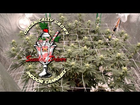 Complete Indoor Organic Sundae Driver Grow-Cannabis – thcscout.com