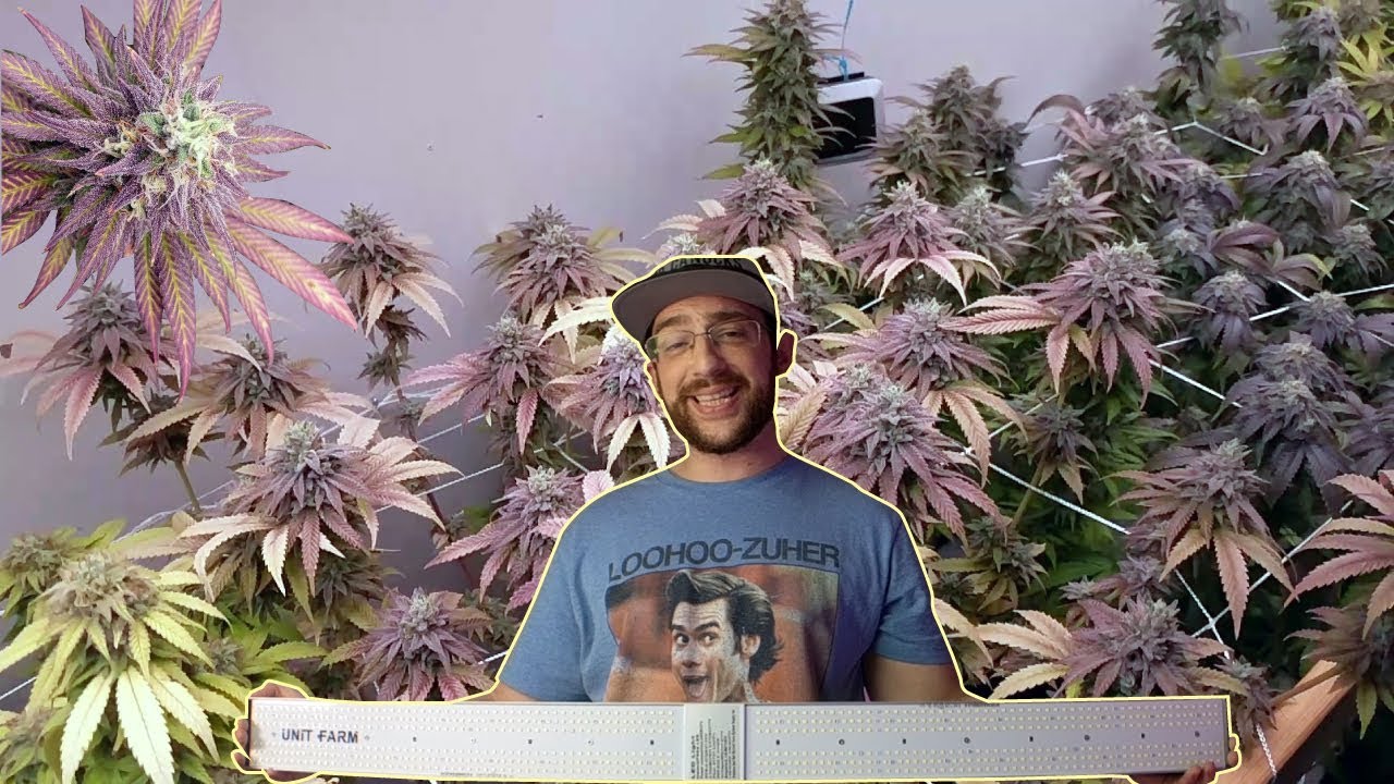 GROWING PURPLE WEED IN A CLOSET. ORGANIC FLOWER GARDENS – thcscout.com