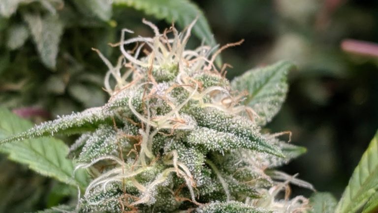 5th ELEMENT strain MARIJUANA Strain Grow Out – Week 7 of Flower ...