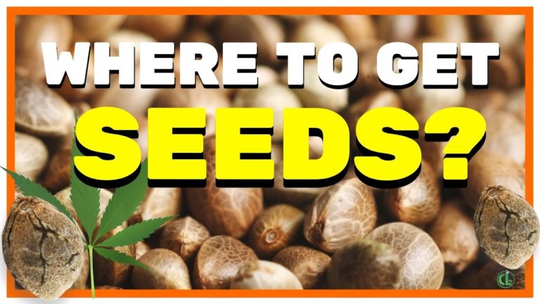 Where To Get Cannabis Seeds In 2020 Legally
