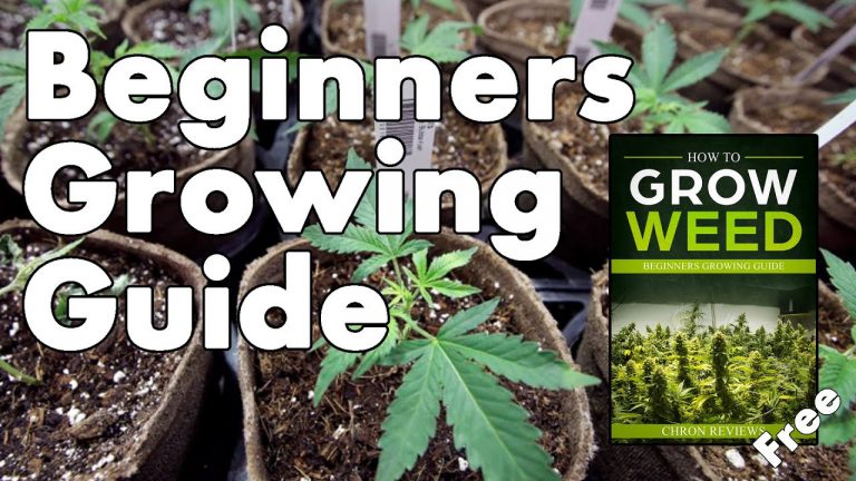 How To Grow Weed – Beginners Growing Guide (Marijuana Growing Guide ...