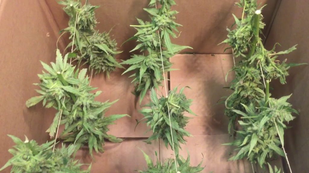 A Beginner's Explanation to Drying & Curing Buds | thcscout.com