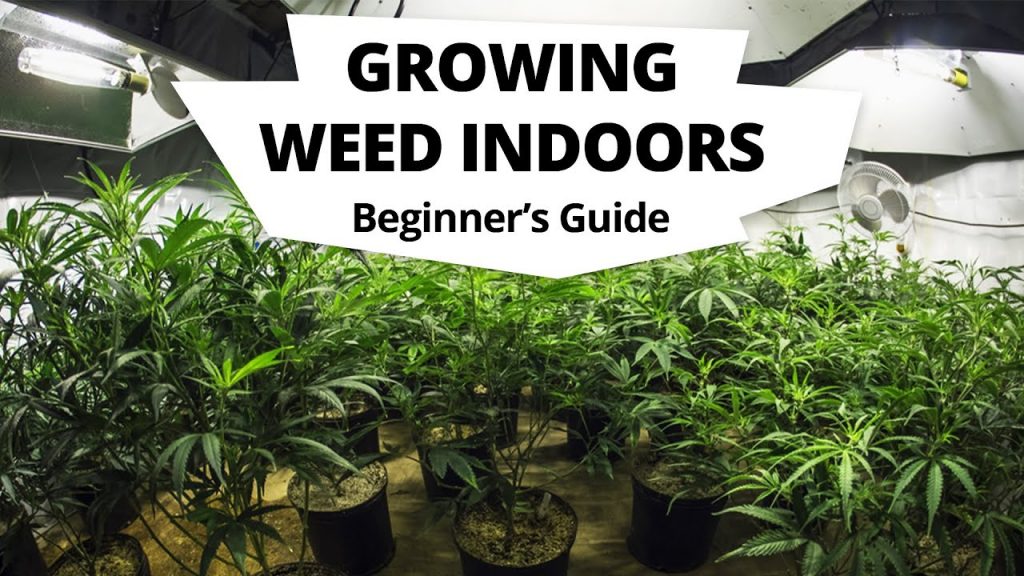How To Grow Weed Indoors (An Easy Guide for Beginners!) | thcscout.com