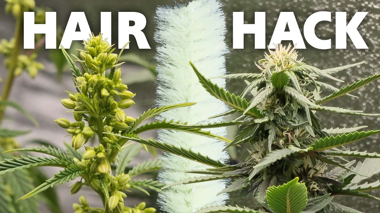 How to Identify Male and Female Cannabis Plants | thcscout.com