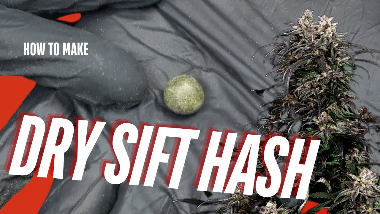 Turning Lemon Shining Silver Haze Trim into Premium Hash – Cannabis ...