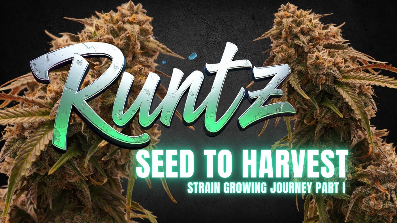 Runtz – Strain growing journey Part I – Cannabis Cultivation – thcscout.com