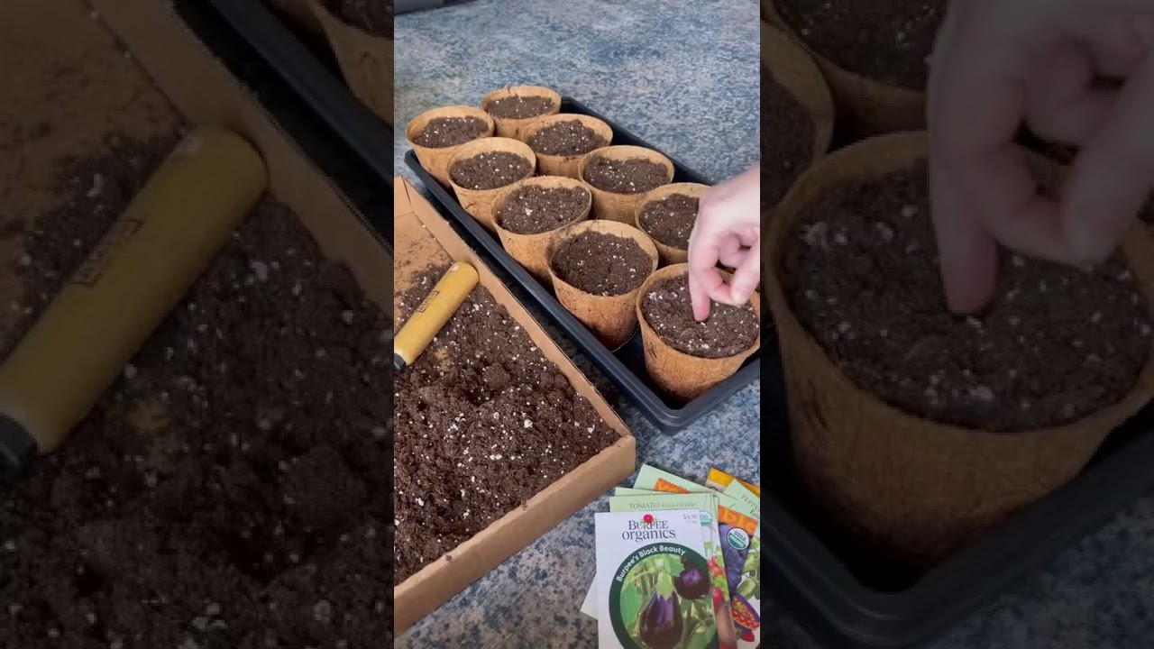 Seed Starting 101! – thcscout.com