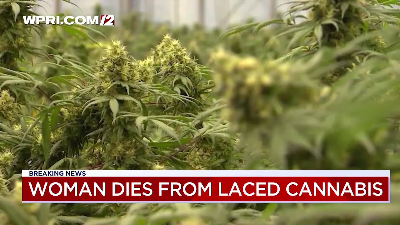 12 News Now: Woman dies after consuming fentanyl-laced cannabis in ...