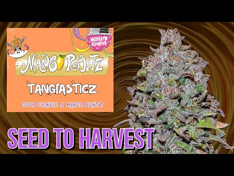 Tangfasticz: Seed to Harvest – A Mephisto Genetics Grow with Farmer ...