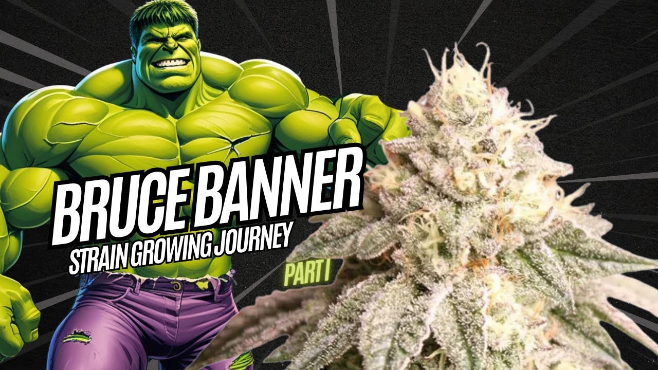 Bruce Banner – Strain Growing Journey – Cannabis Cultivation | thcscout.com
