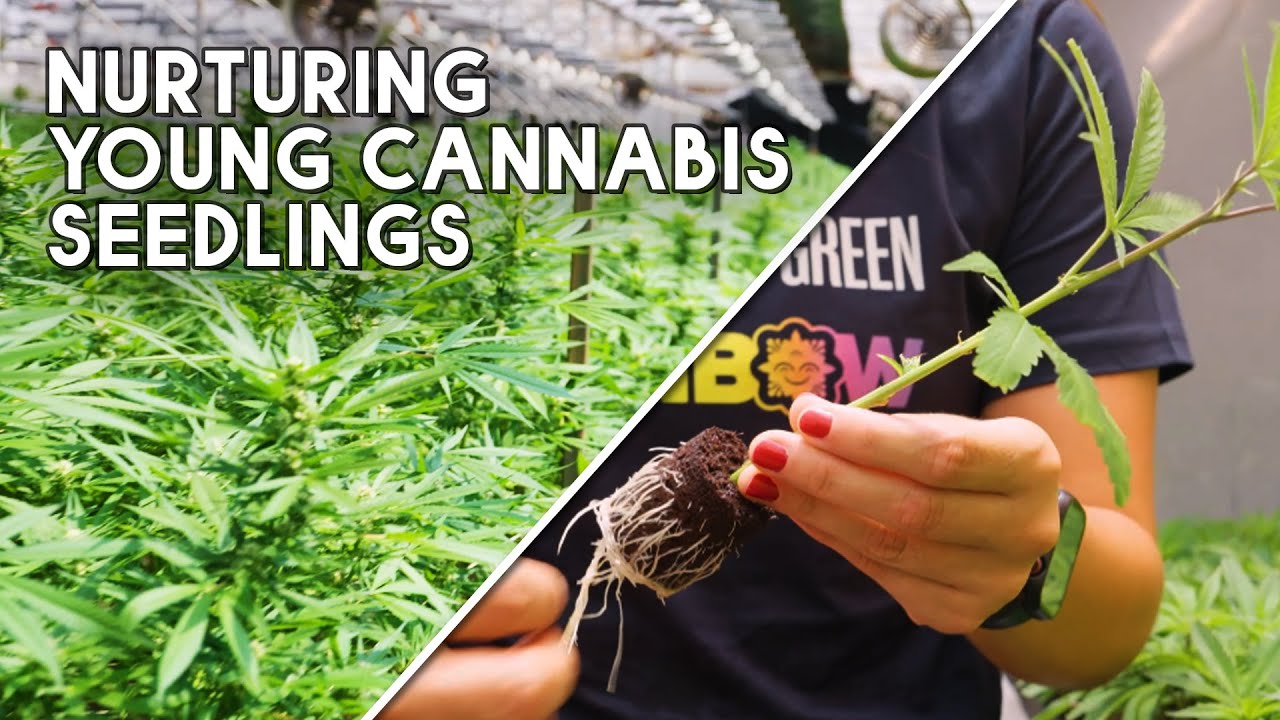 How This Aussie Cannabis Farm Grows Stronger Plants with Smart ...