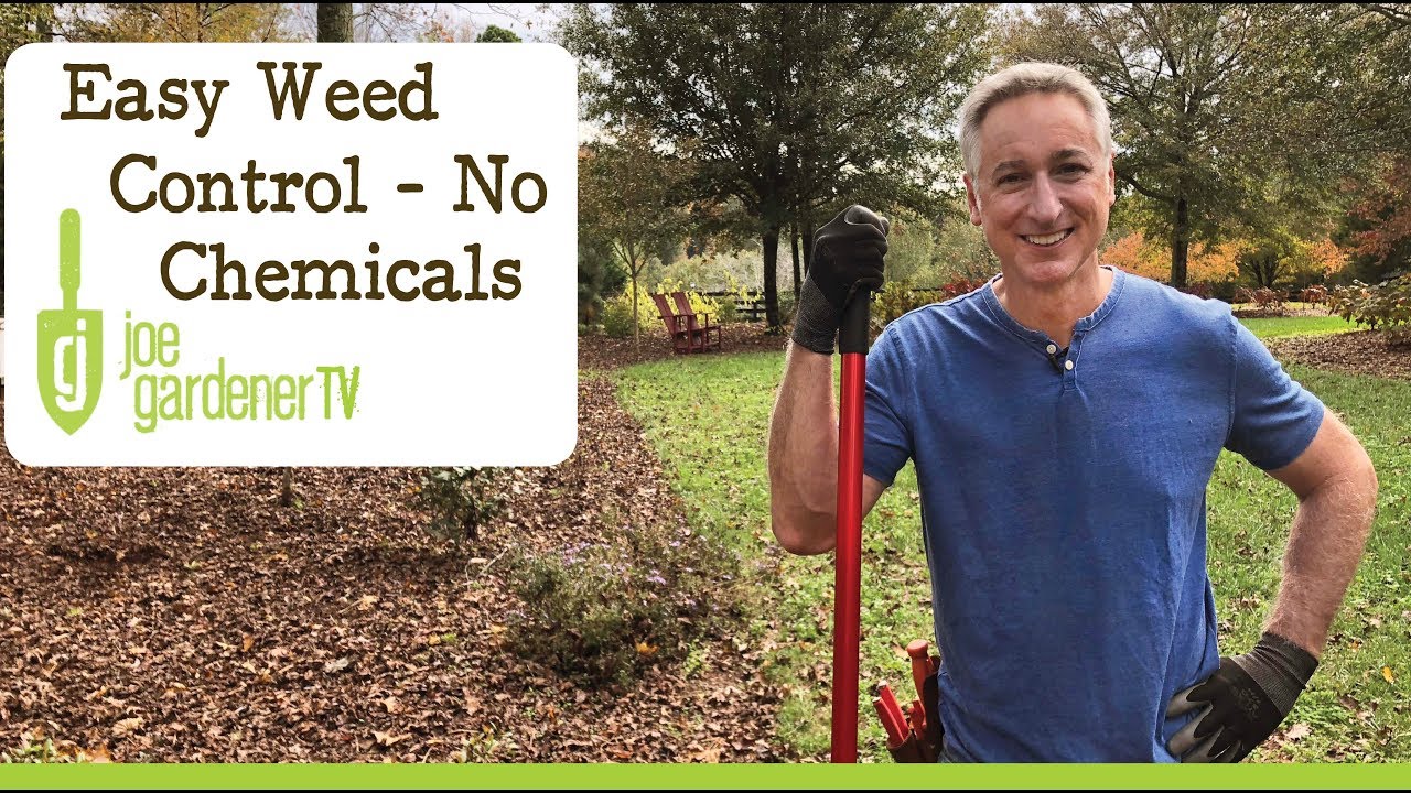 Easy Weed Control Without Chemicals Thcscout