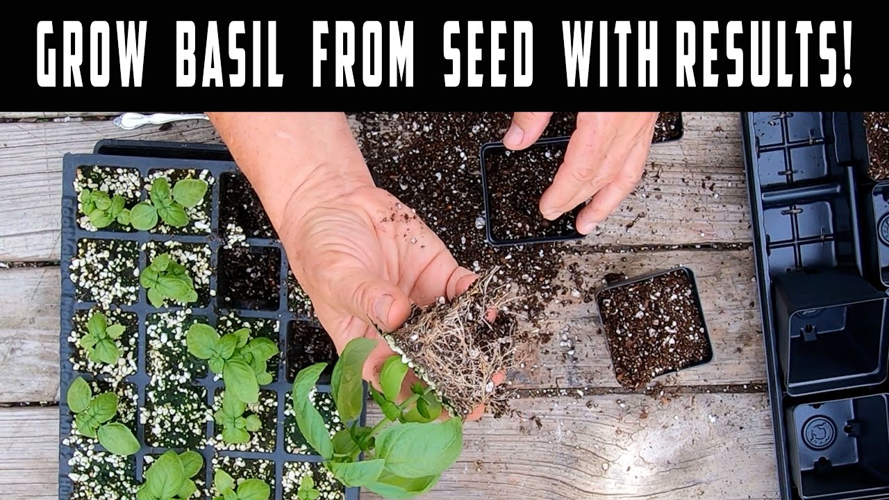 Grow Basil From Seed With Results | thcscout.com