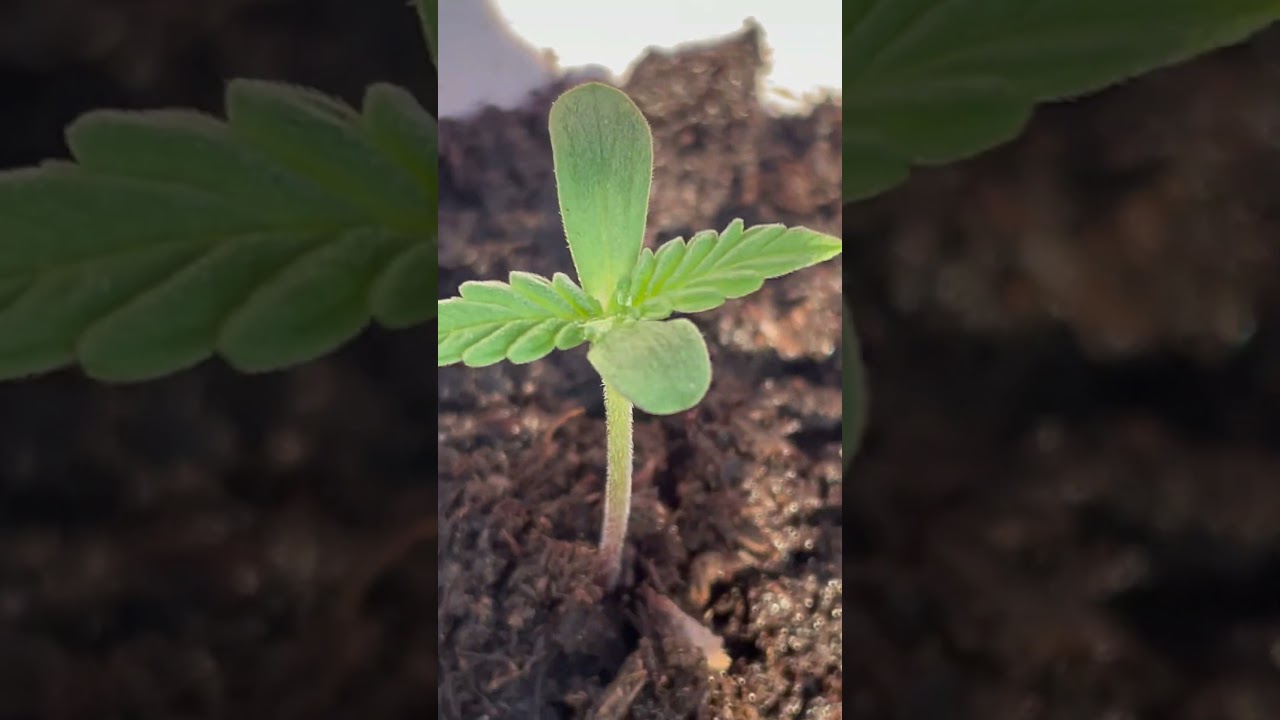3 Days In: Autoflower Seedling Growth Time-Lapse | Beginner Grow Update ...