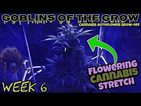 Autoflower Cannabis Grow-off Competition: The Goblins Of The Grow Check ...
