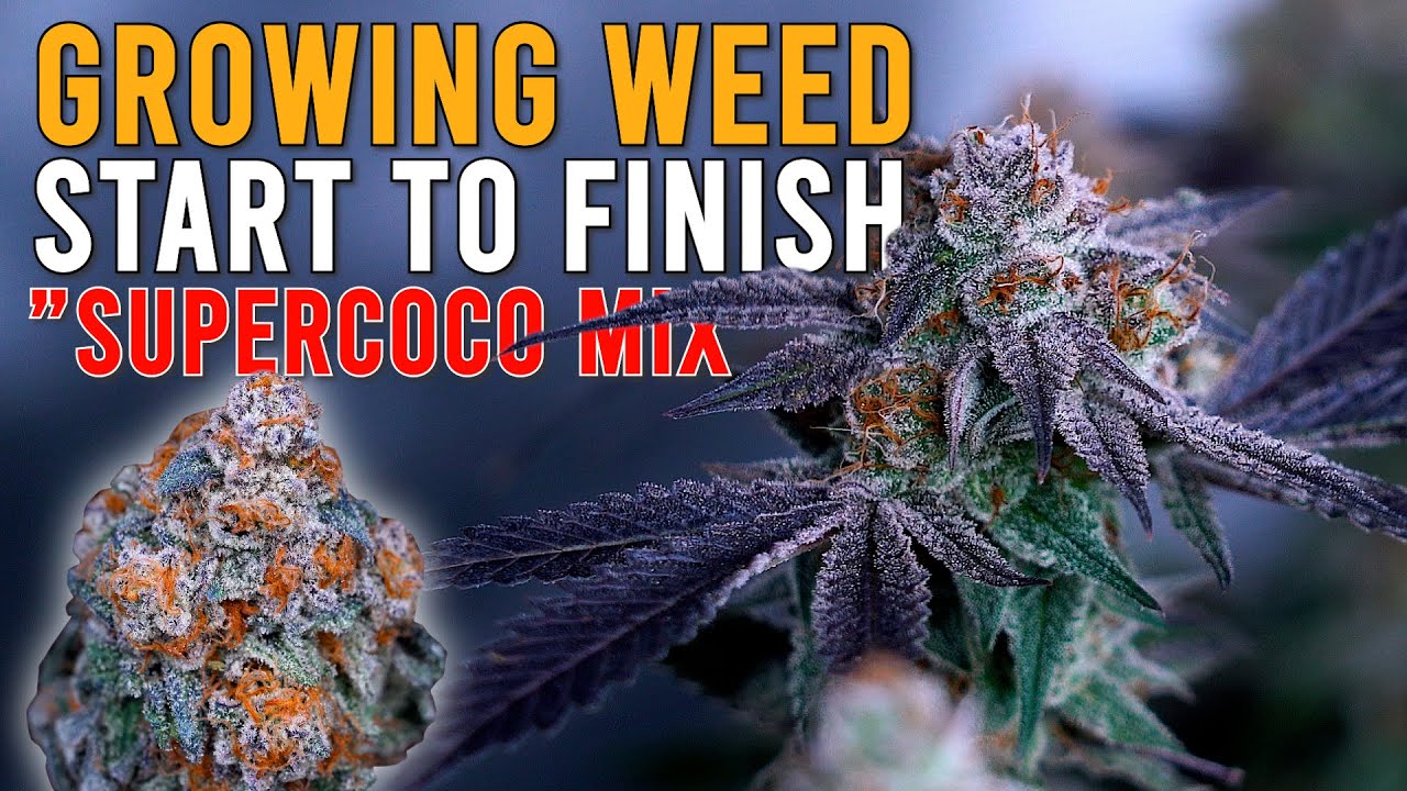 HOW I GREW WEED FROM START TO FINISH IN “SUPERCOCO MIX” JUST ADD WATER ...
