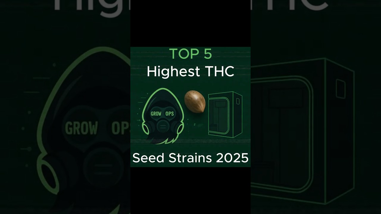 Top 5 Highest THC Seed Strains (2025) #shorts – thcscout.com