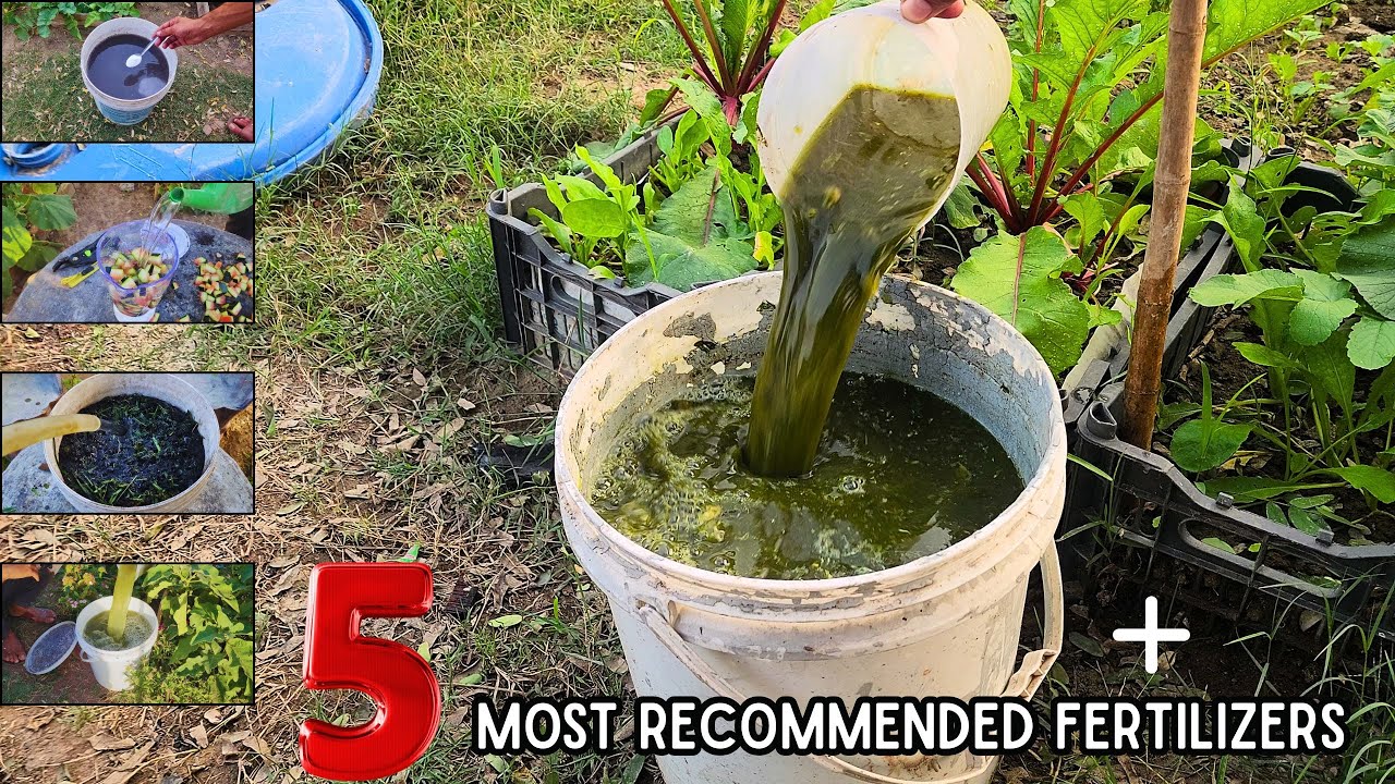 5 Most Recommended Green Fertilizers Big Gardeners Won’t Tell You! Best ...