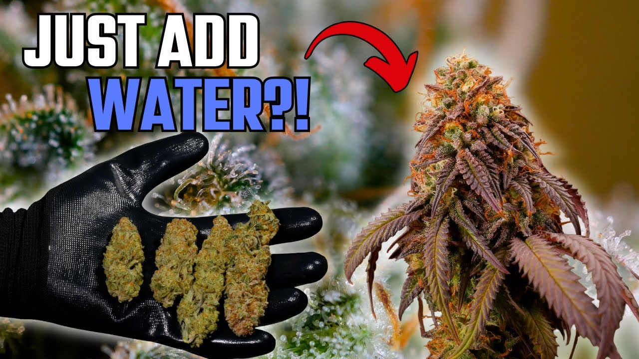 Is This the BEST Living Soil Recipe?! | Seed to Harvest Organic ...